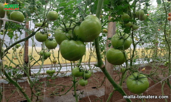 Huerto casero con malla tomatera